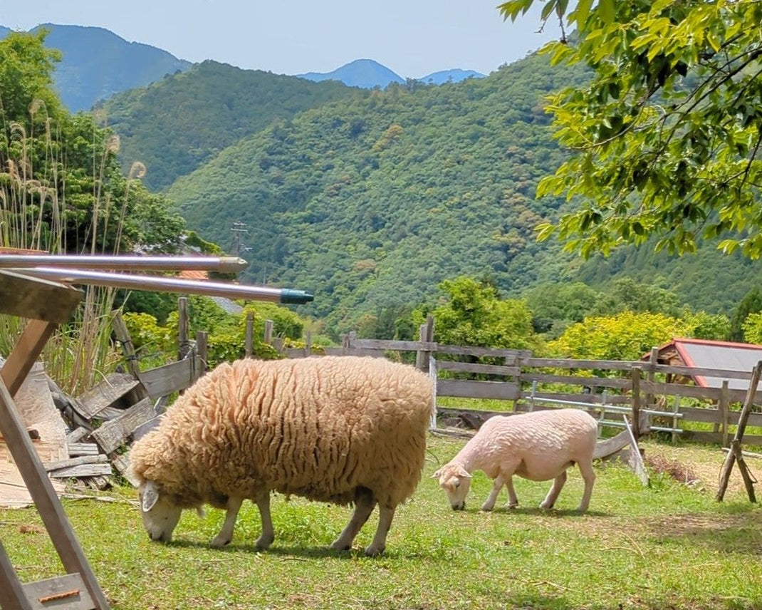 Sales of sustainable wool products made with Japanese materials and ...